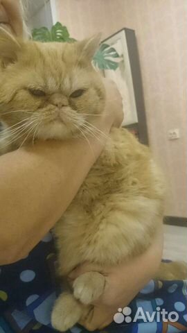 Кот на вязку