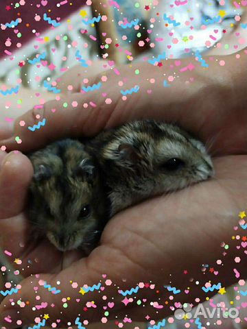 Зоогостиница для хомяков и других мелких животных