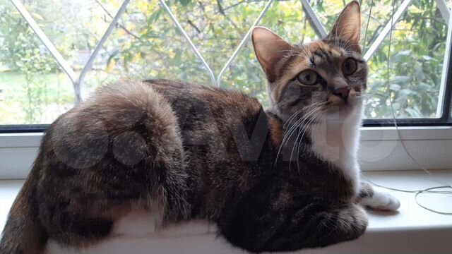 Кошечка Лиса, 1 год, стерилизована