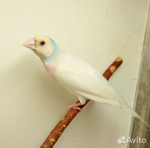 Самец Амадина Гульда (сильвер)