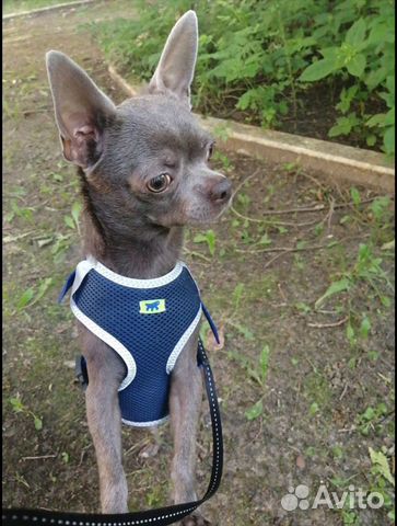 Потерялся лиловый чихуахуа