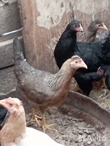 Молодки куры несушки с голубым, шоколадным яйцом