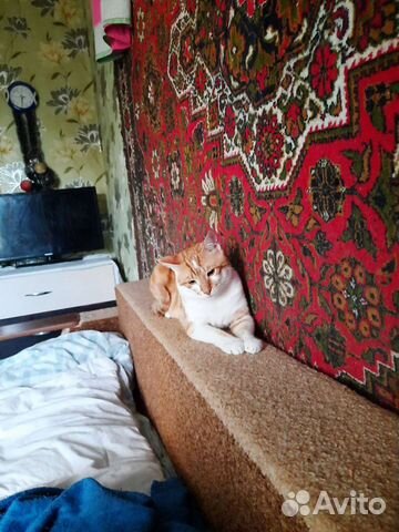 Кошки в добрые руки бесплатно