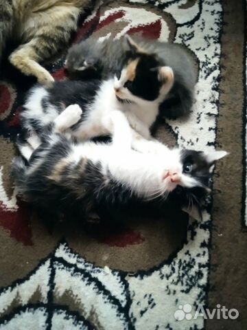 Курильские девочки богатки