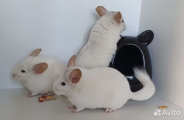 Шиншиллята бело-розовые 3 мес