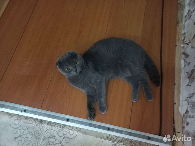 Британский котёнок