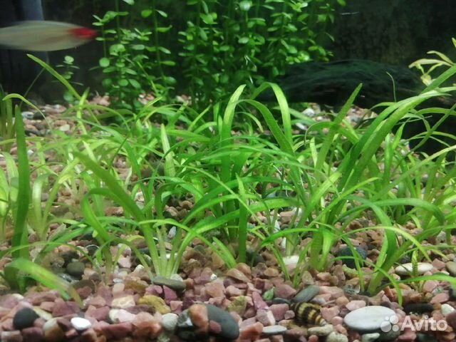 Сагиттария