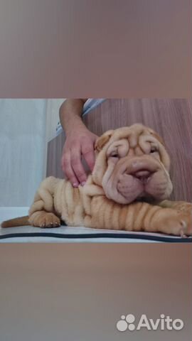 Щенки шарпей
