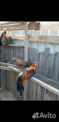 Курица, петух порода Феникс