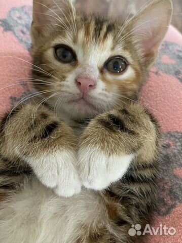 Котенок от бенальской кошки девочка