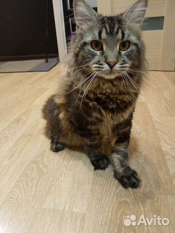 Кот, помесь. Молодой, 9 месяцев