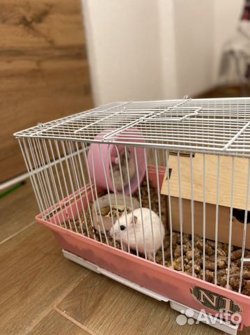 Джунгарские хомяки