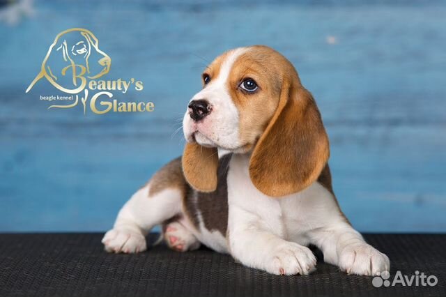 Бигль малыши