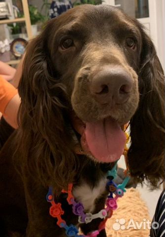 Русский спаниель вязка