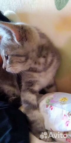Котенок девочка в добрые руки
