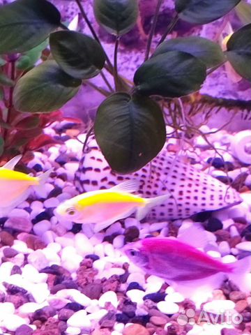 Рыбки аквариумные