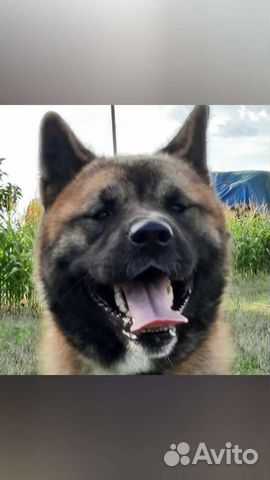 Шикарный парень