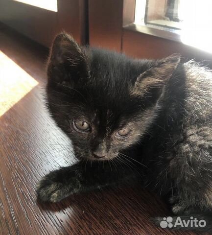 Котенок в добрые руки