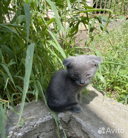 Котята шотландцы вислоухие