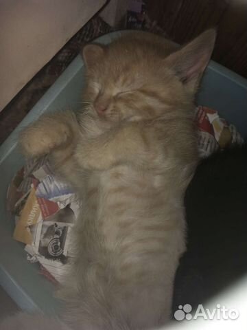 Котята черепахового окраса в добрые руки