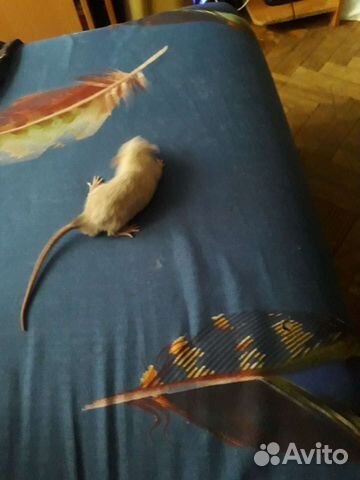 Крыса дамбо