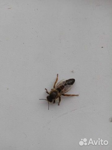 Пчеломатки карника