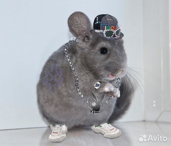 Шиншиллки в добрые ручки