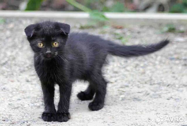 Черный котенок
