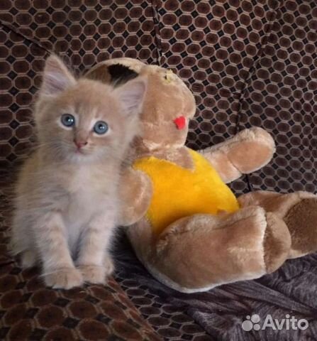 Котята в добрые руки мальчики