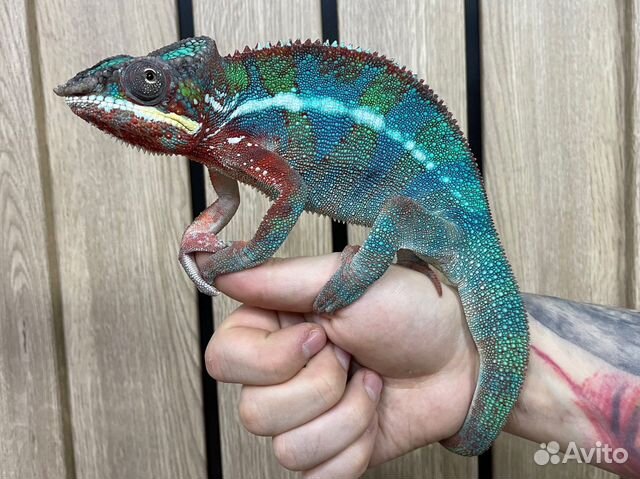 Пантеровый хамелеон