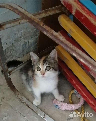 Кошка в дар