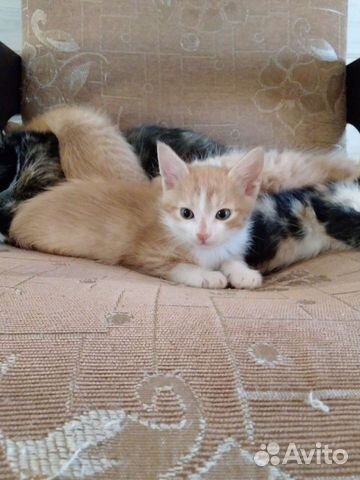 Кошка в дар бесплатно