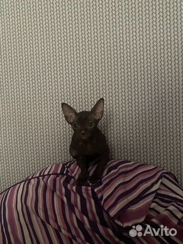 Котенок сфинк девочка