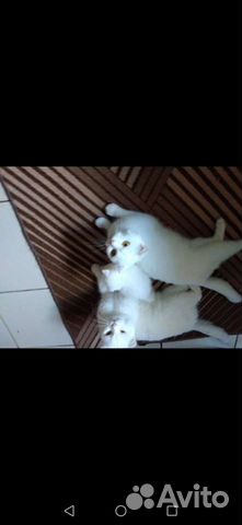 Британские вислоухие котята