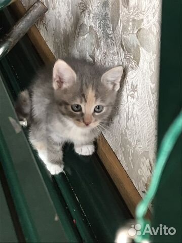 Сибирский котенок