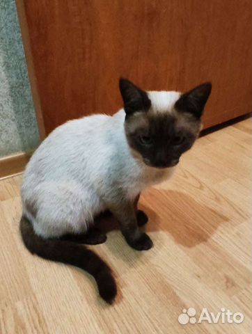 Найден сиамский кот