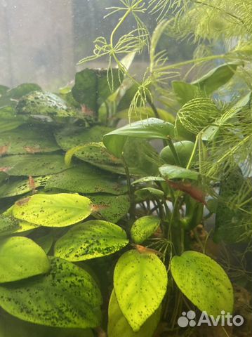 Улитки ампулярии, креветки аквариумные