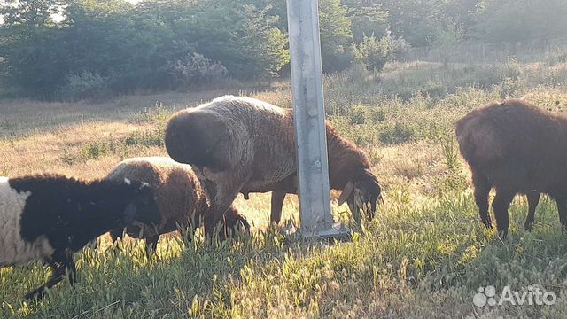 Баран Гисар