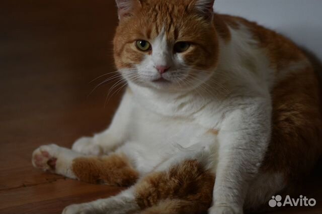 Рыжий брутал