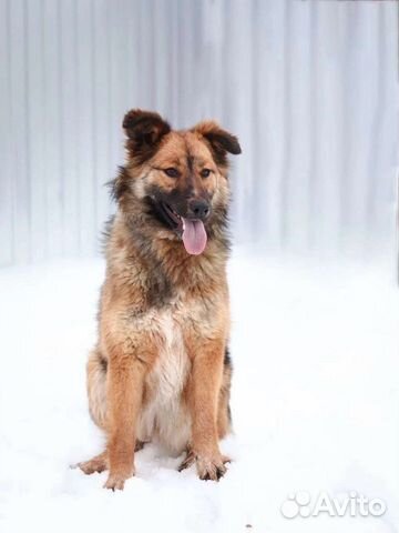 Эмми ищет дом