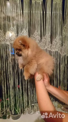 Шпиц мальчик