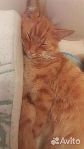 Сладкий котик Абрикос