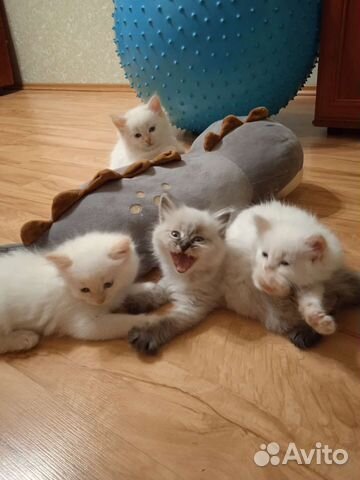 Котята Невская маскарадная