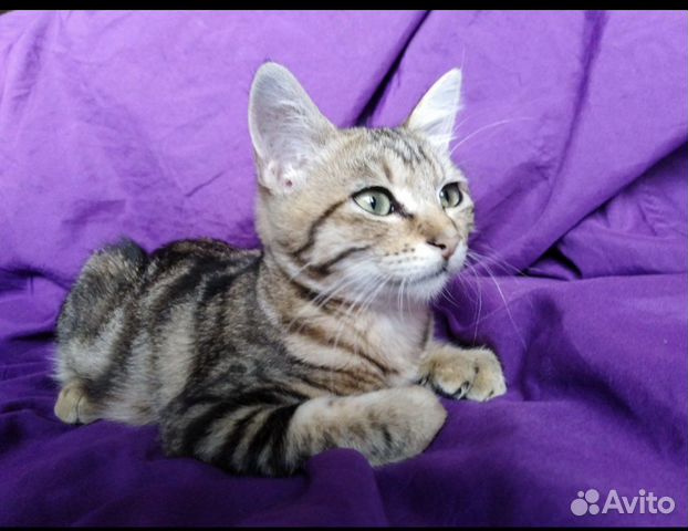 Котик Тигрик 3 мес