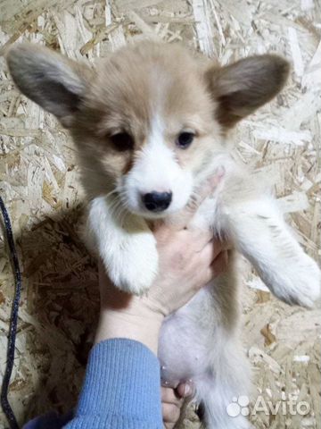 Вельш-корги пемброк