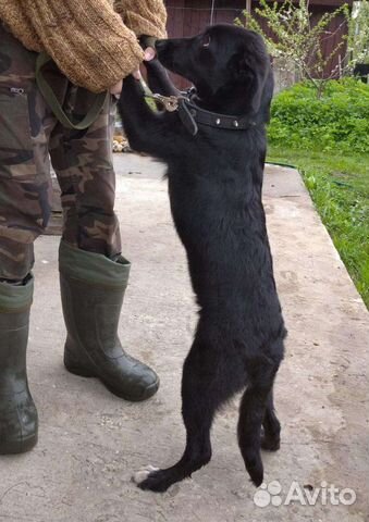 Собака в добрые руки отдам бесплатно