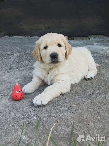 Золотистый ретривер