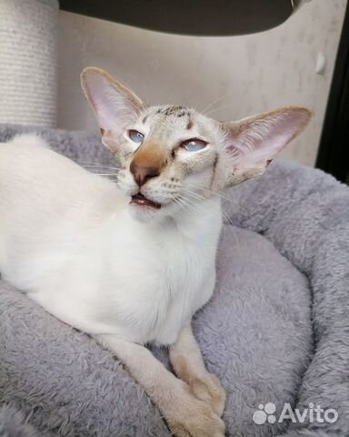 Сиамский кот