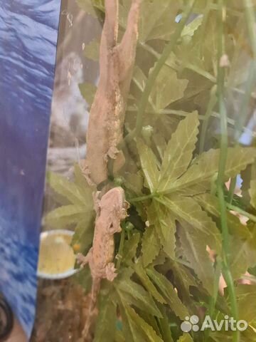 Террариум с бананоедами