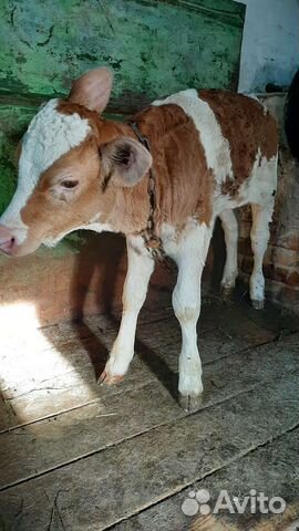 Телка 2 месяца, 15.06.2022